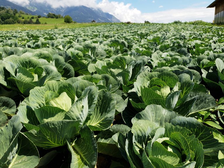 Kohl Feld - lizenzfreie Bilder | kostenloser Support | Piqza.de